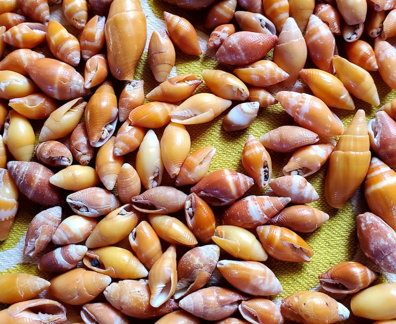 Hawaiian Orange Miter Shells Lot of 40...also Oily Miter Shells ...