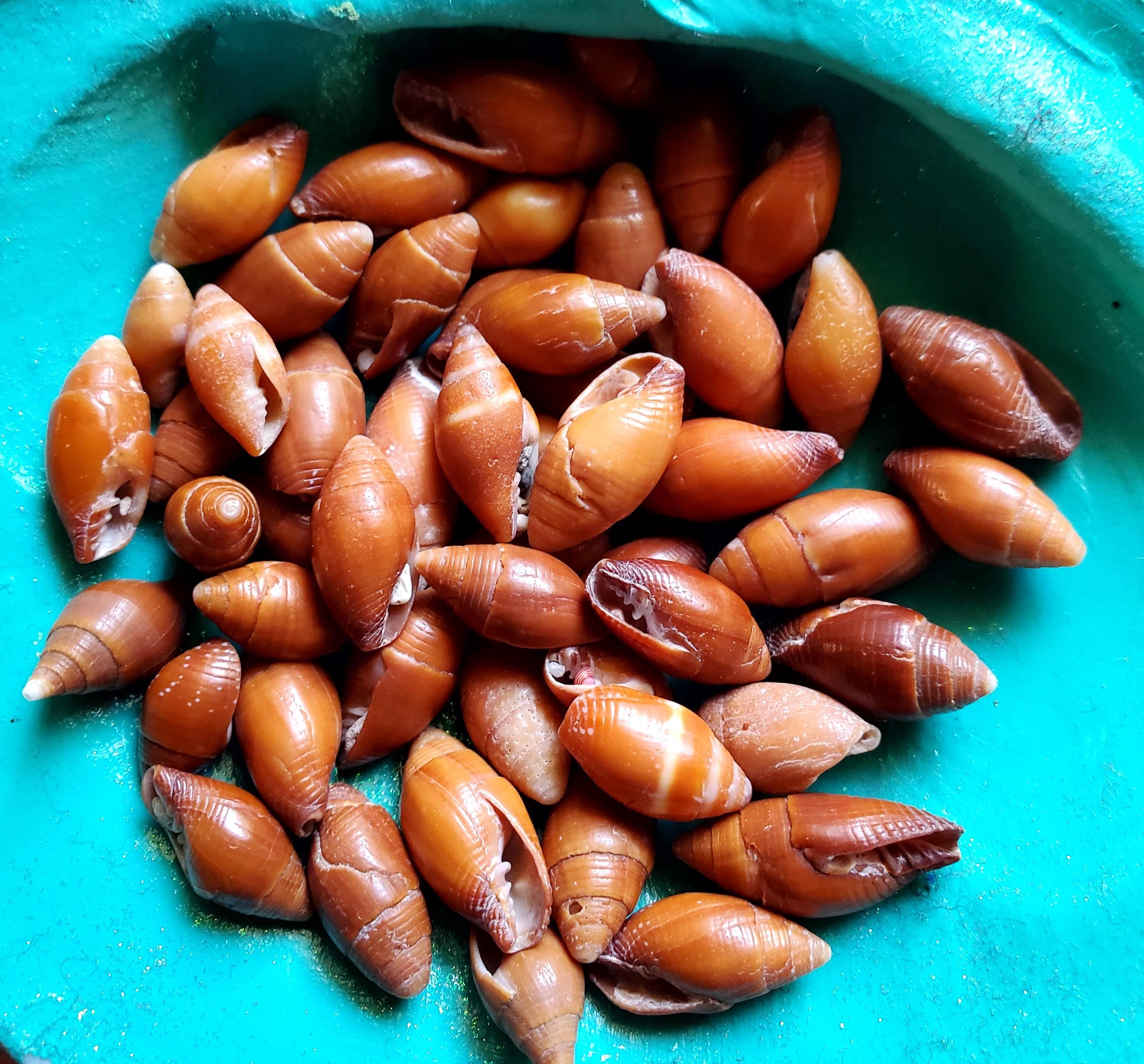 Hawaiian Orange Miter Shells Lot of 40...also Oily Miter Shells ...