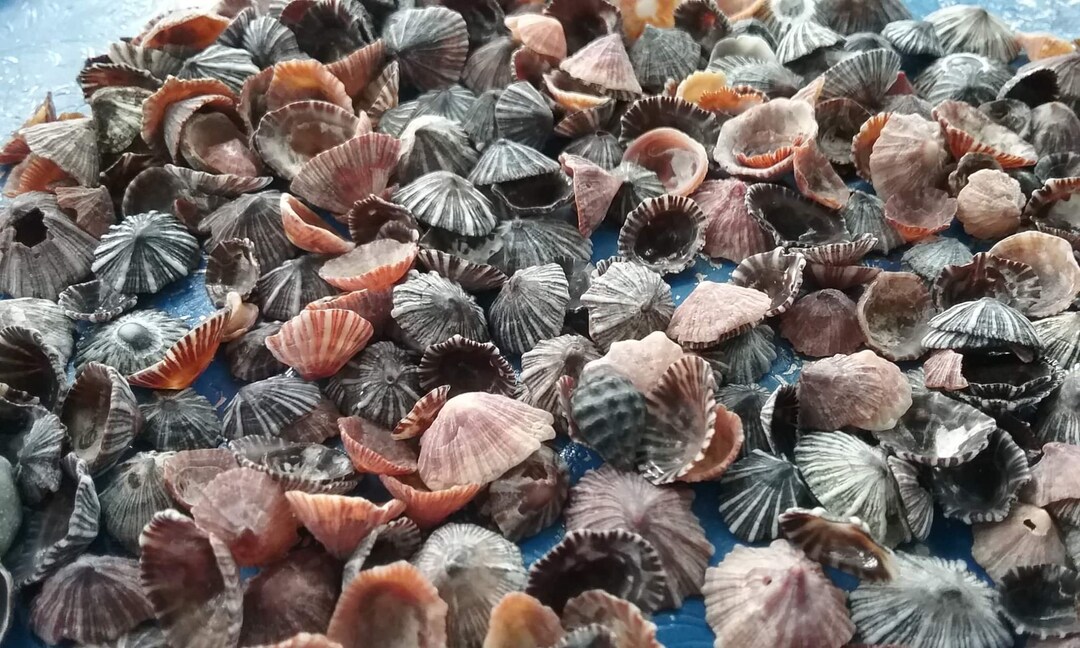 False Star Limpet Shells - Etsy