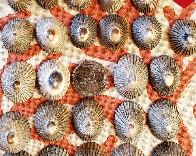 Hawaiian Opihi Shells..limpets - Etsy
