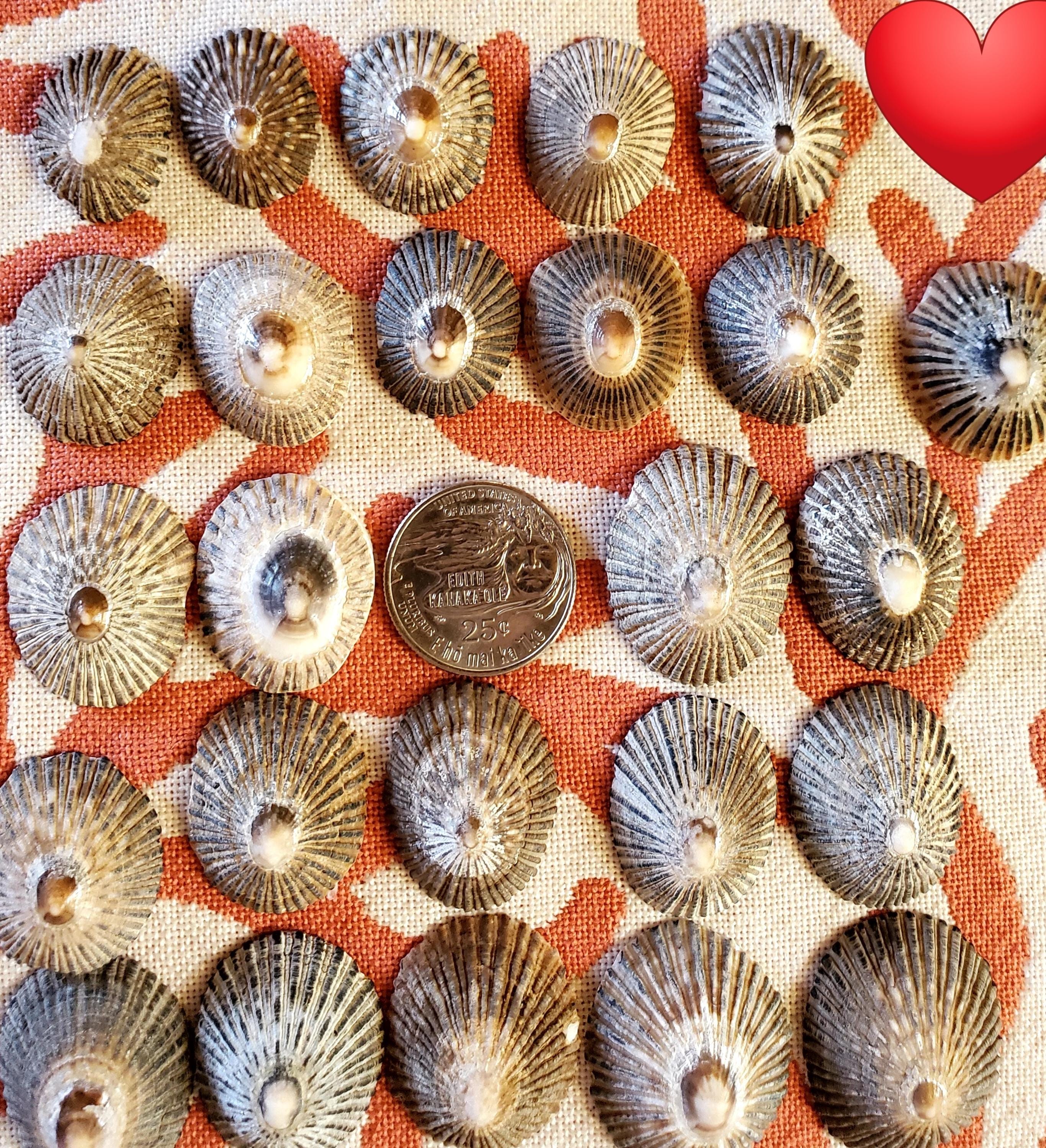 Hawaiian Opihi Shells..limpets - Etsy