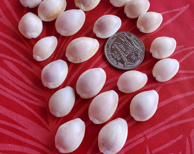 False Star Limpet Shells - Etsy