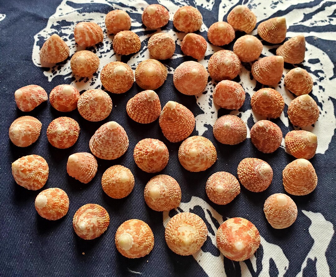 Hawaiian Top Shell - Etsy