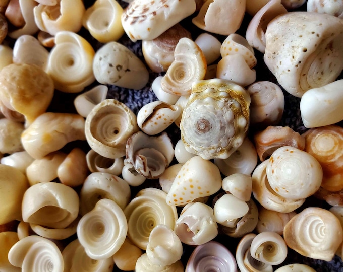 Hawaiian Opihi Shells..limpets - Etsy