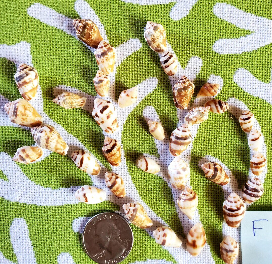 Hawaiian Stromb Shells - Etsy