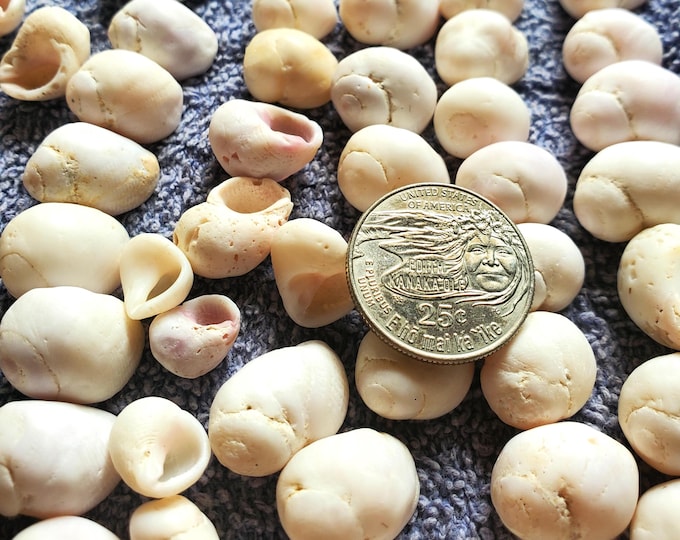 False Star Limpet Shells - Etsy