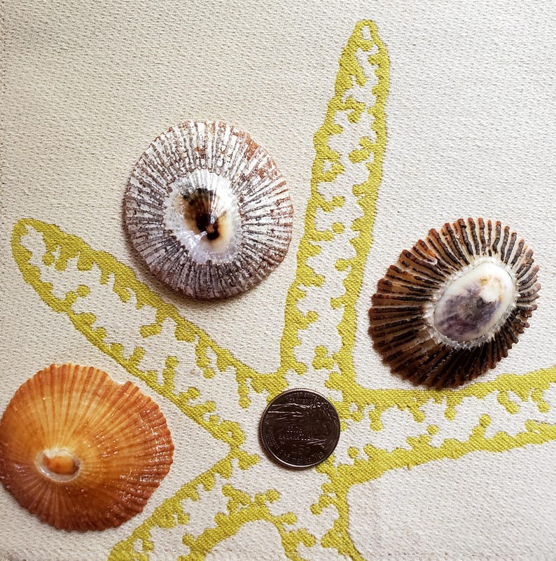 Hawaiian Opihi Shell/limpet - Etsy