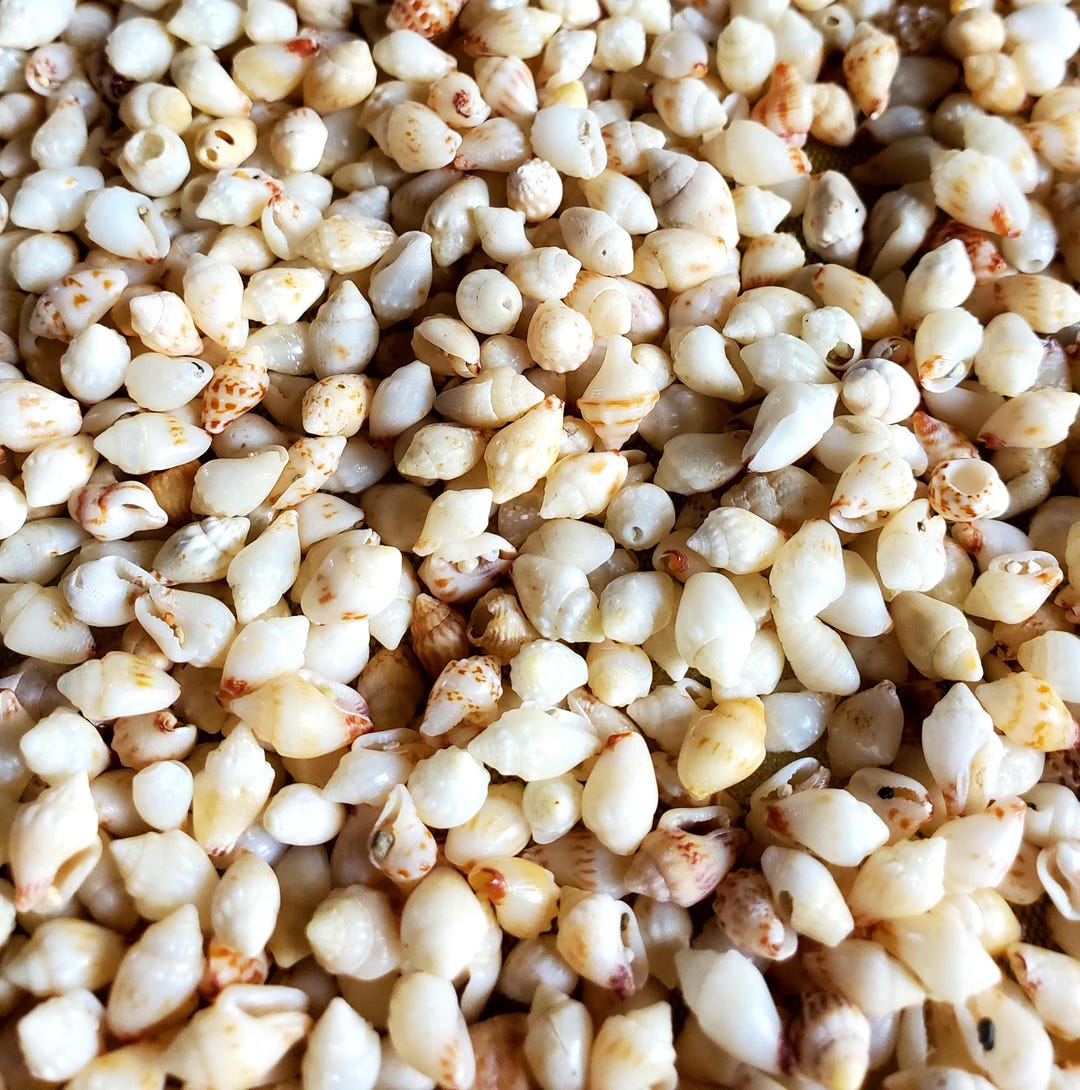 Hawaiian Momi Shells - Etsy