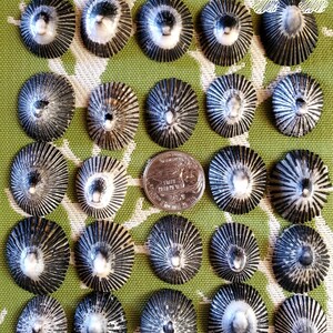 Hawaiian Opihi Shells..limpets - Etsy