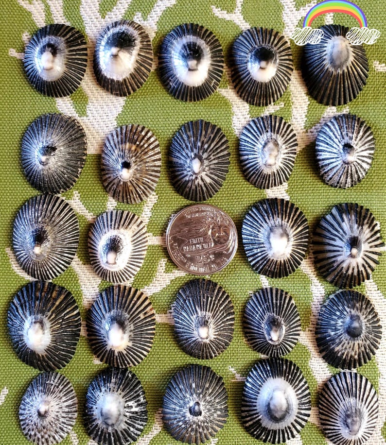 Hawaiian Opihi Shells..limpets - Etsy