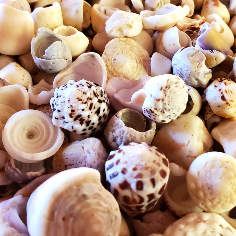 Puka Shells - Etsy