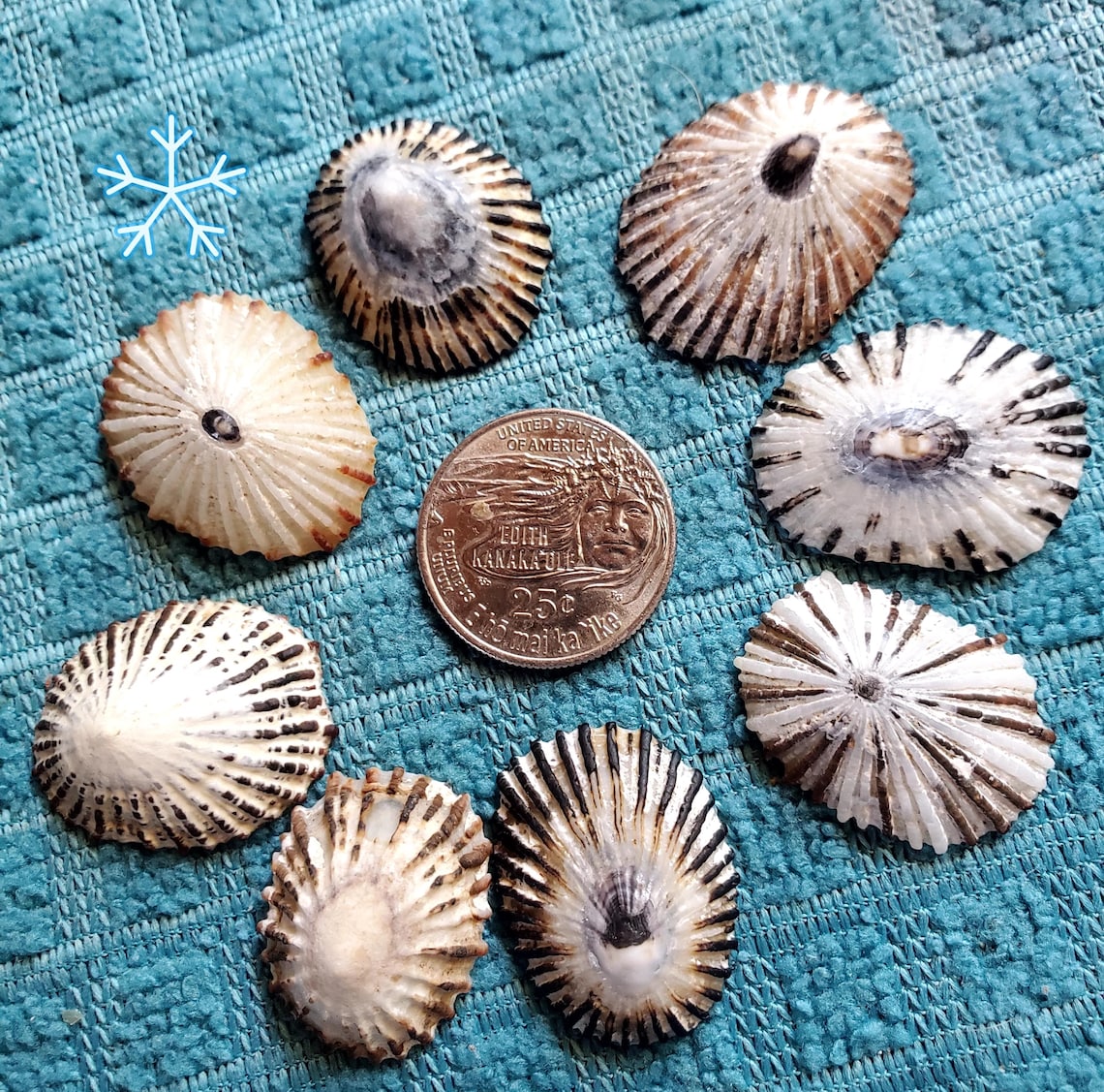 Hawaiian Opihi Shells..limpets - Etsy