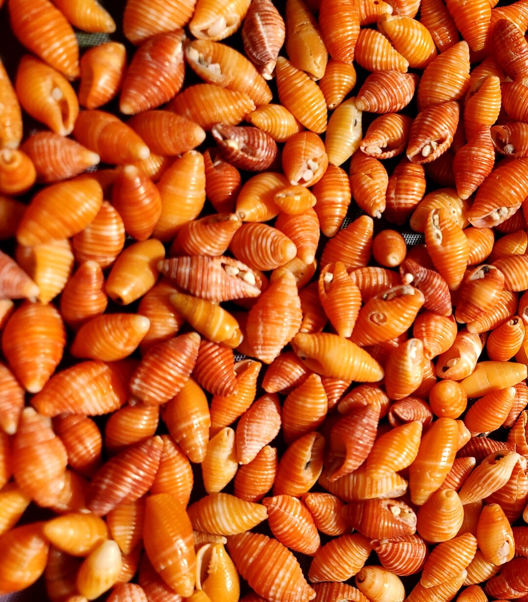 Hawaiian Orange Miter Shells 1cm Lot of 40 - Etsy