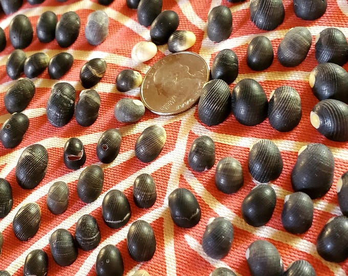 False Star Limpet Shells - Etsy
