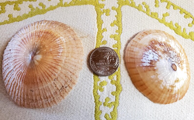 Hawaiian Opihi Shell/limpet - Etsy