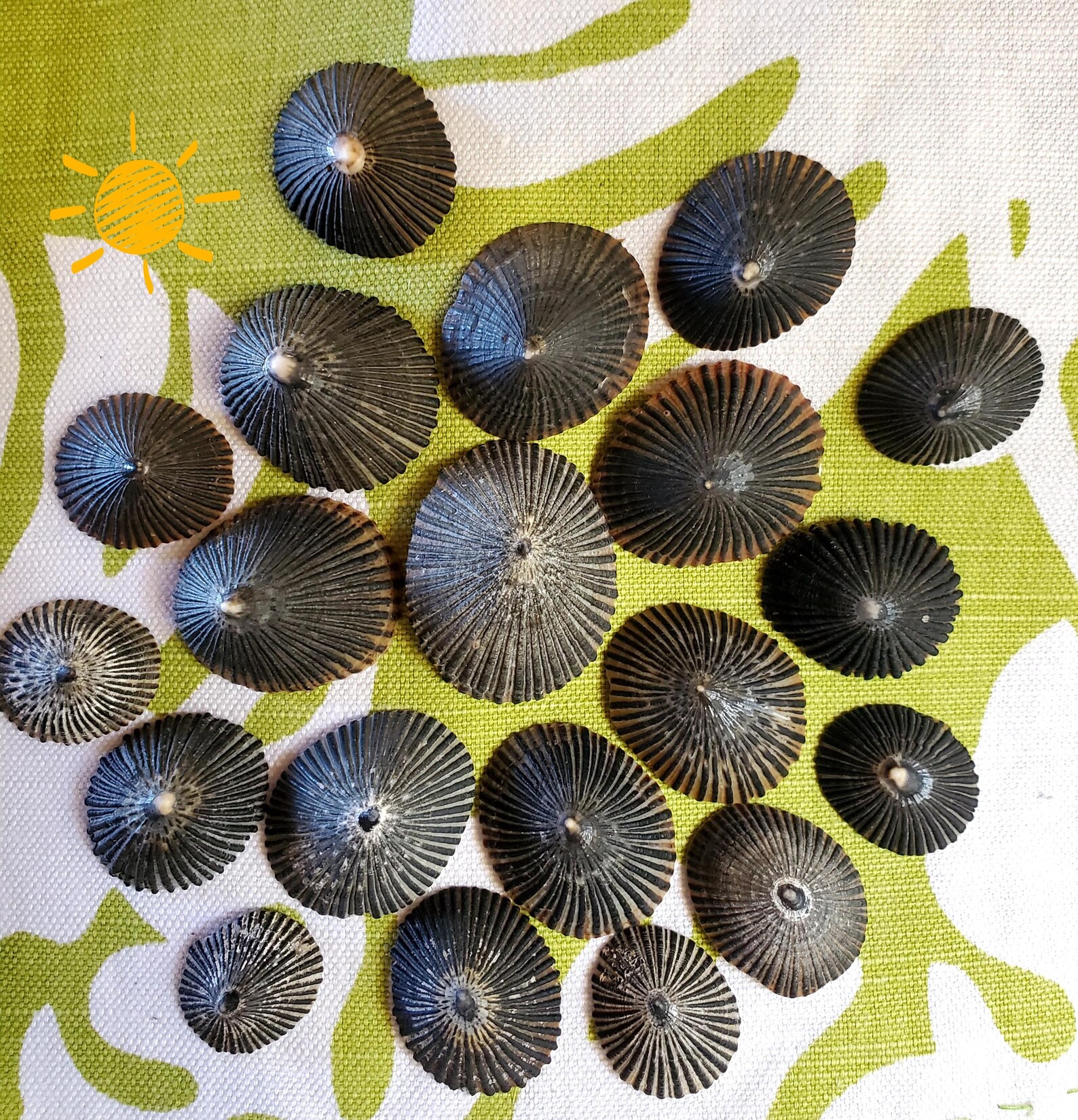 Hawaiian Opihi Shells..limpets - Etsy