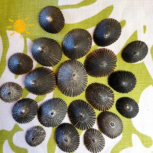 Hawaiian Opihi Shells..limpets - Etsy