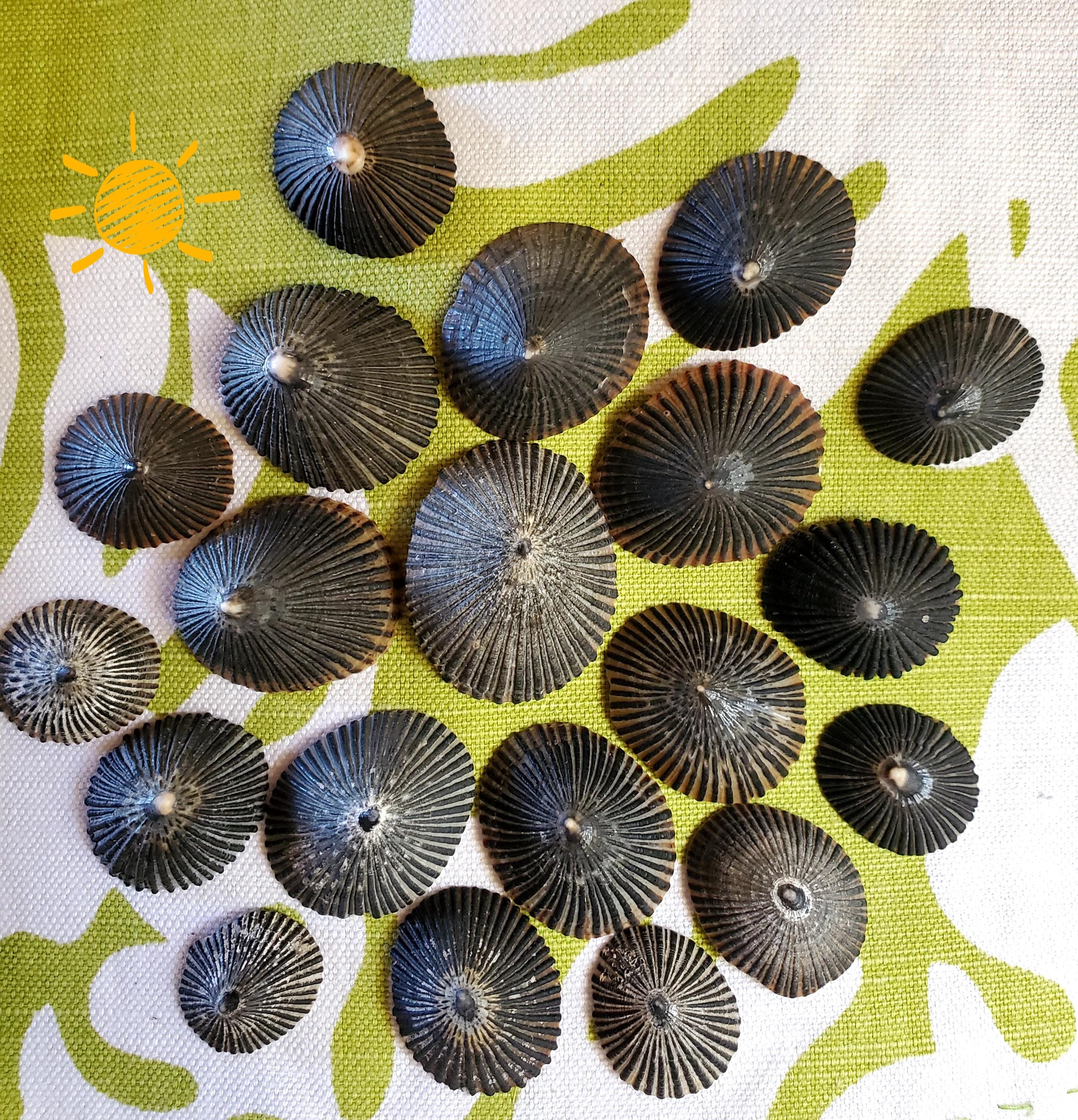 Hawaiian Opihi Shells..limpets - Etsy