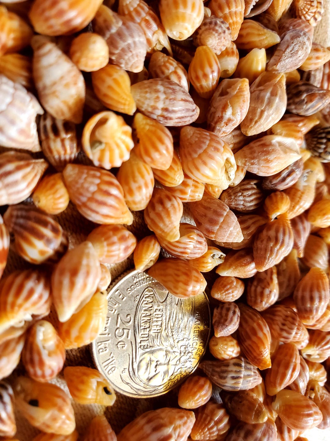 Hawaiian Adam's Miter/orange Miter Shell - Etsy