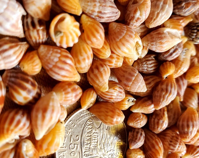 False Star Limpet Shells - Etsy