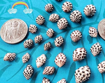 Hawaiian Momi Shells - Etsy