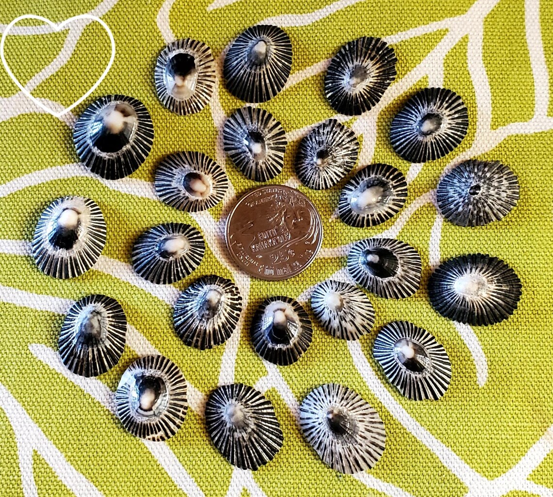 Hawaiian Opihi Shells..limpets - Etsy
