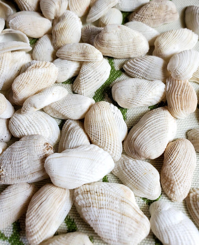 Hawaiian Clam Shells - Etsy