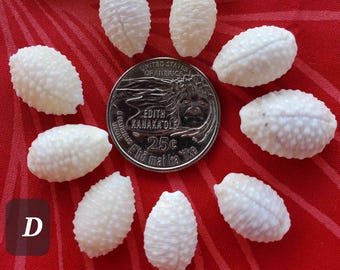 Rare Granulated Cowry Shells Handpicked From Hawaii Beaches Hawaiian ...