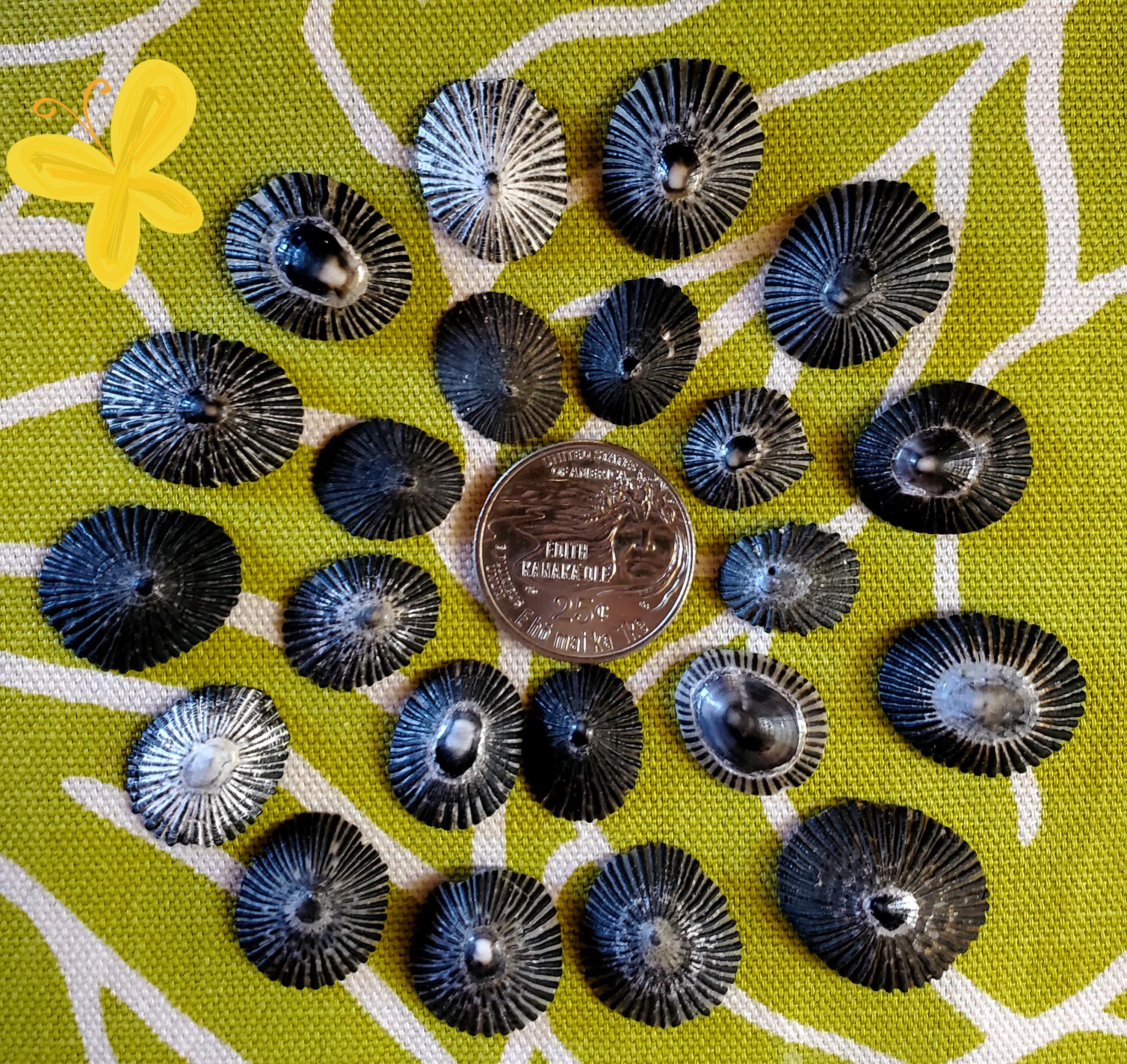 Hawaiian Opihi Shells..limpets - Etsy