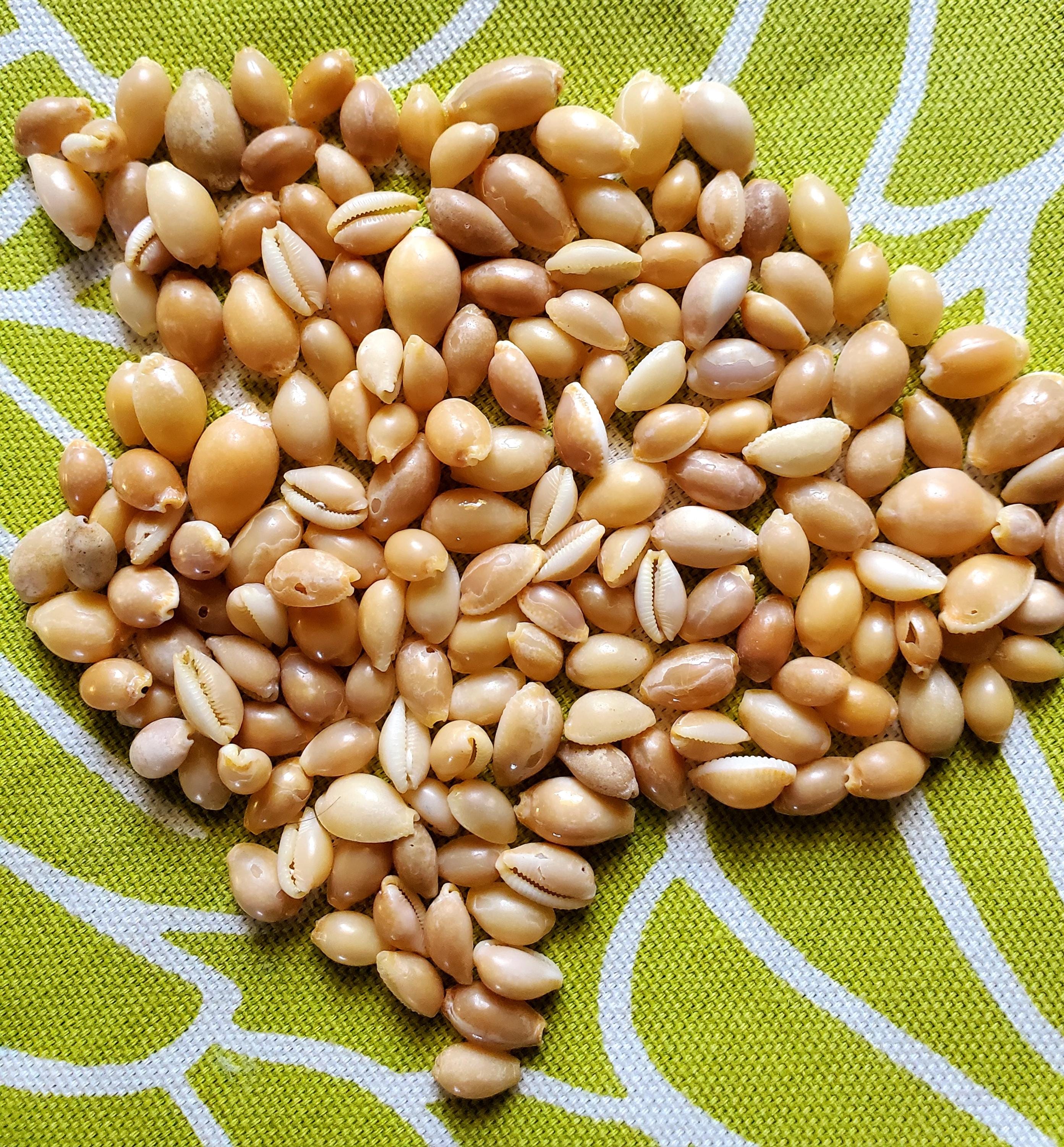 Hawaiian Bubble Cowrie Shells - Etsy