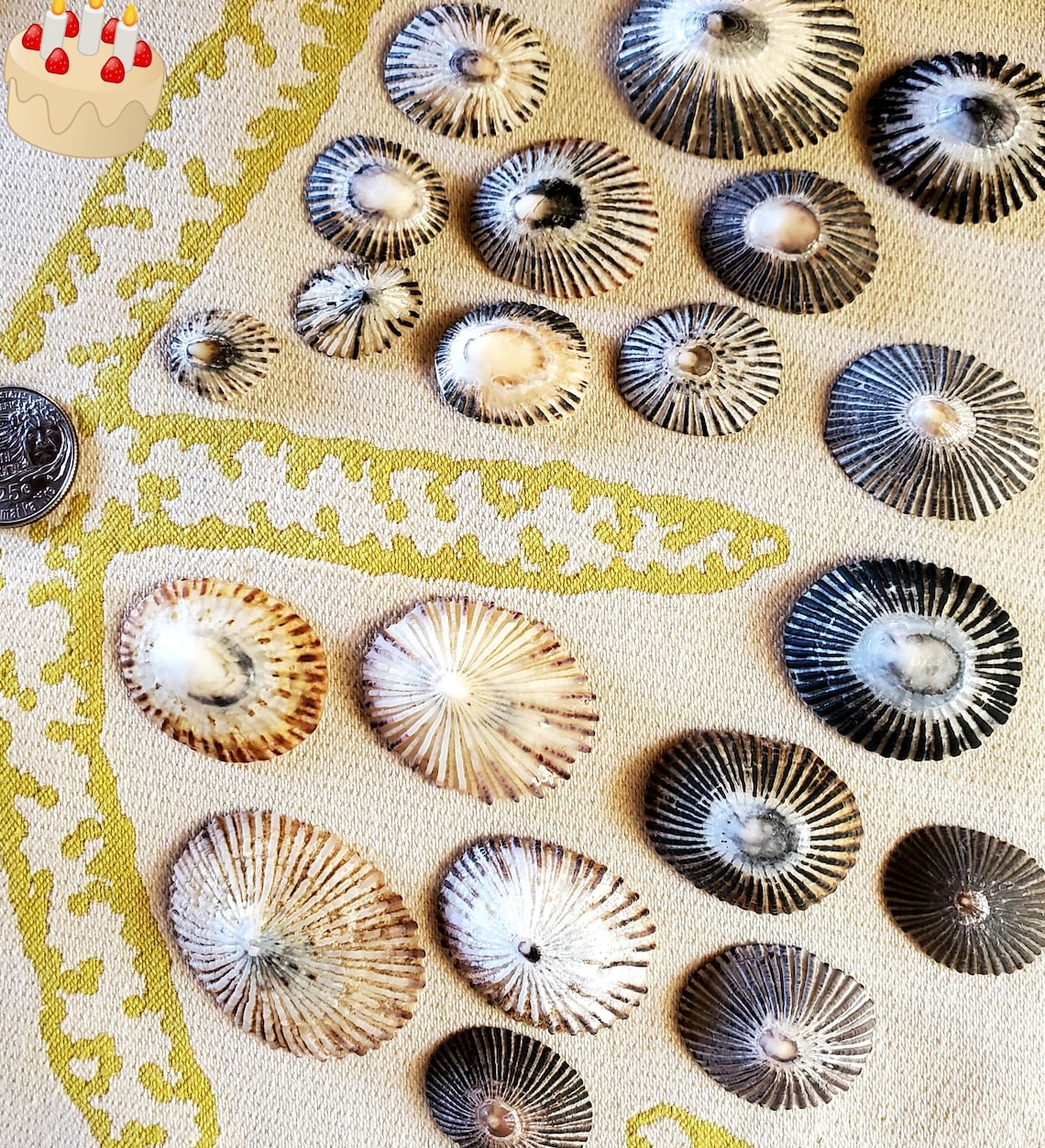 Hawaiian Opihi Shells..limpets - Etsy