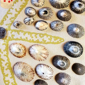 Hawaiian Opihi Shells..limpets - Etsy
