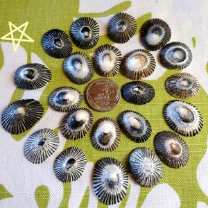 Hawaiian Opihi Shells..limpets - Etsy