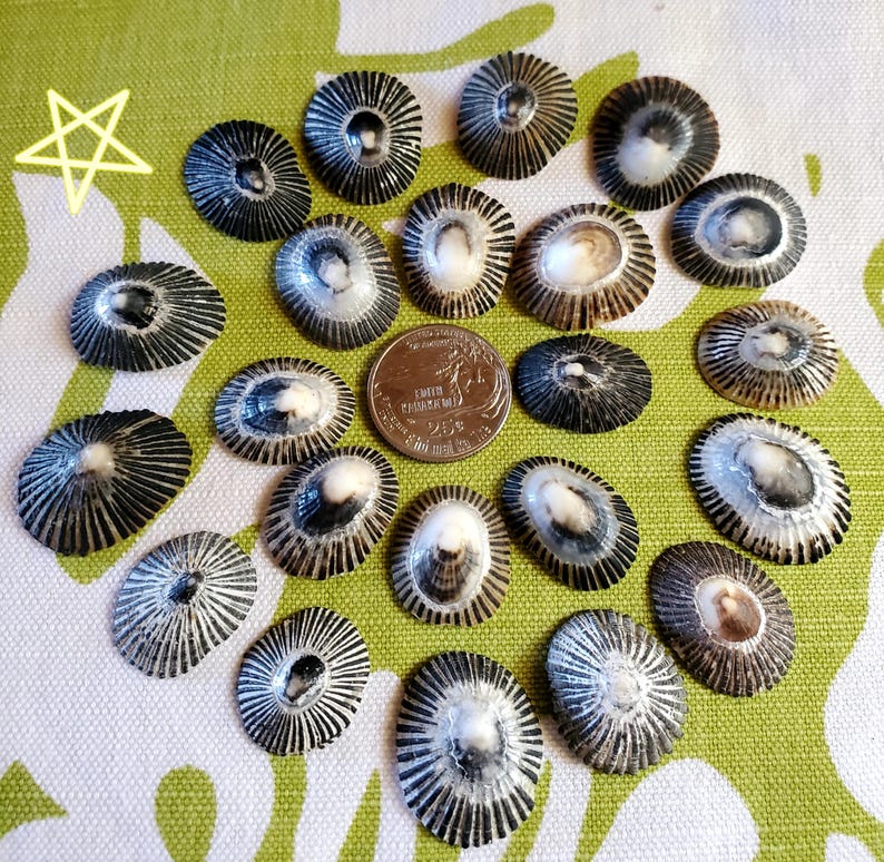 Hawaiian Opihi Shells..limpets - Etsy