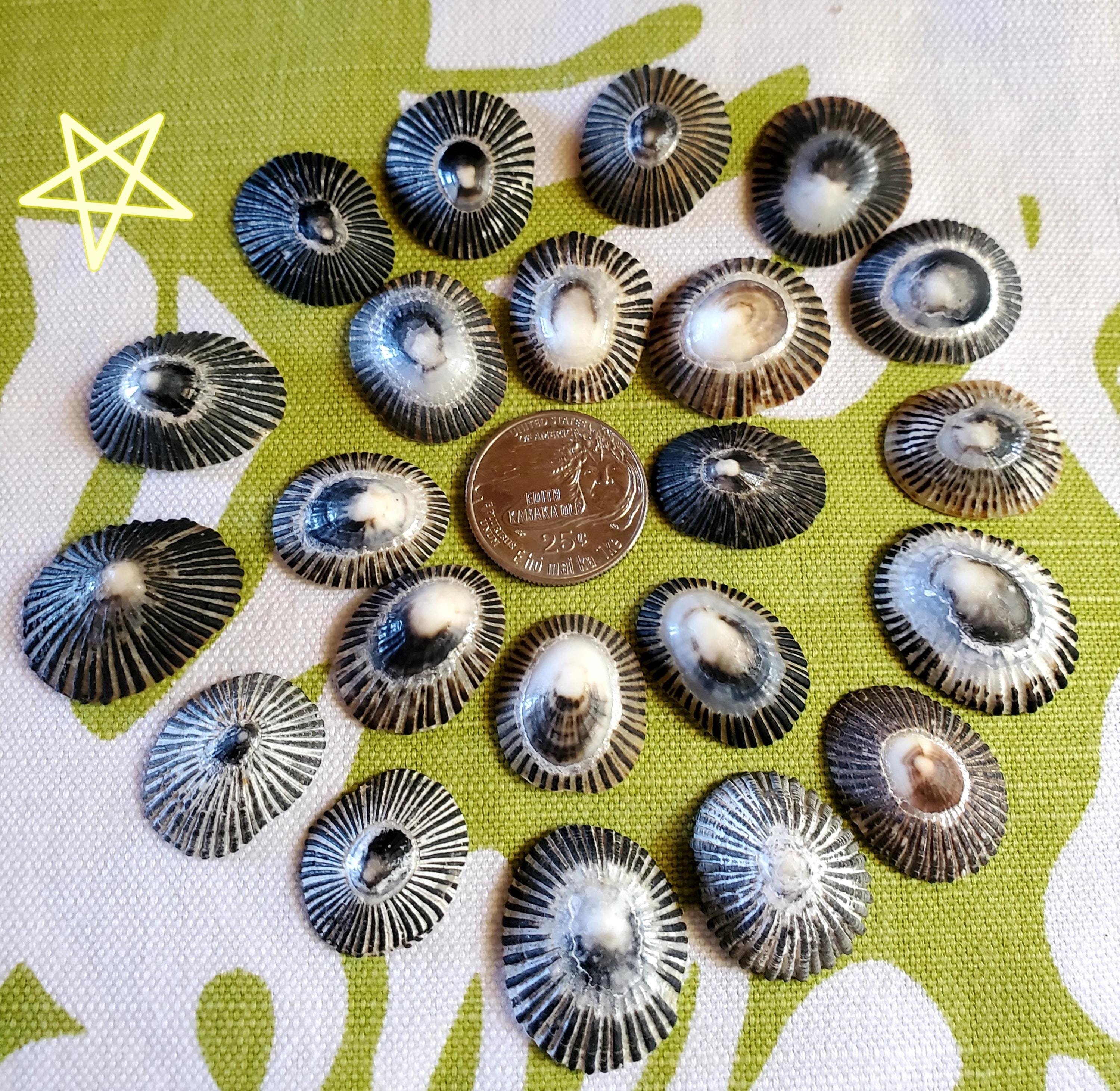 Hawaiian Opihi Shells..limpets - Etsy