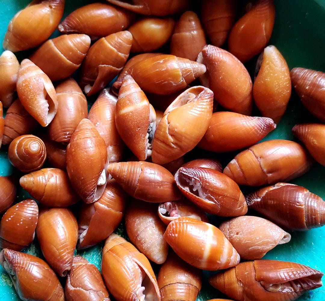 Hawaiian Orange Miter Shells Lot of 40...also Oily Miter Shells ...