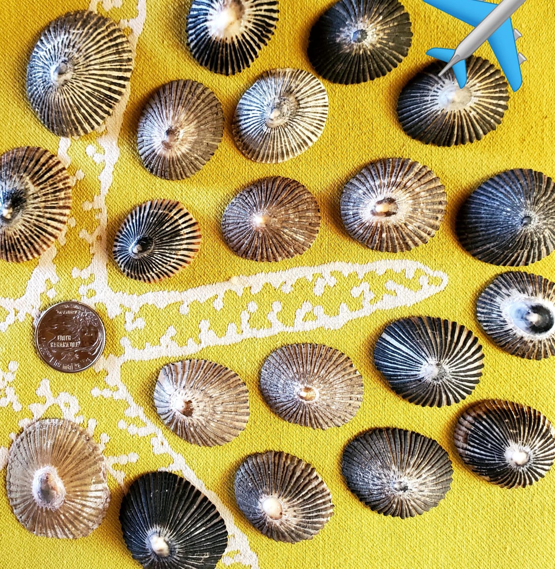 Hawaiian Opihi Shells..limpets - Etsy