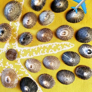 Hawaiian Opihi Shells..limpets - Etsy