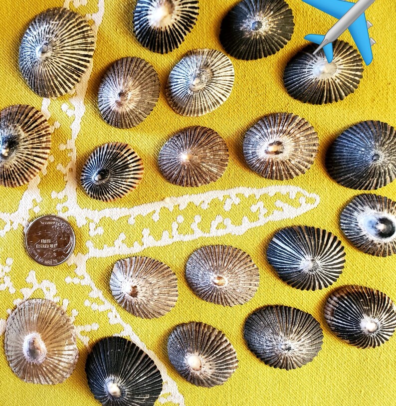 Hawaiian Opihi Shells..limpets - Etsy