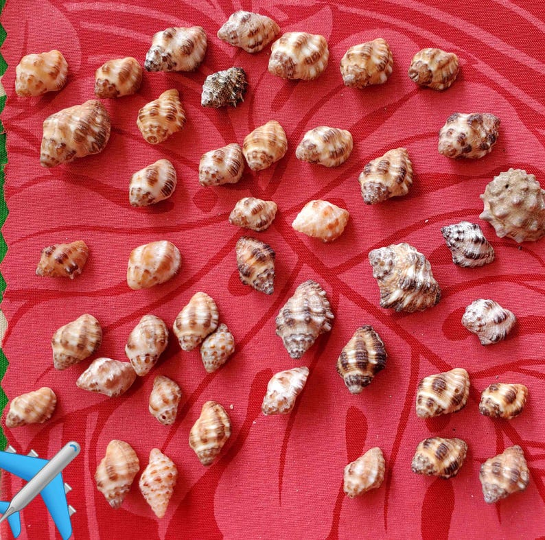 Hawaiian Drupe Shells of Different Varieties - Etsy
