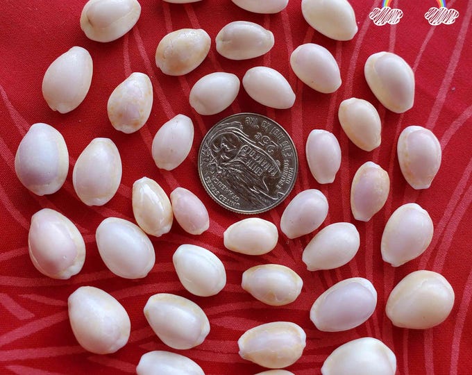 False Star Limpet Shells - Etsy
