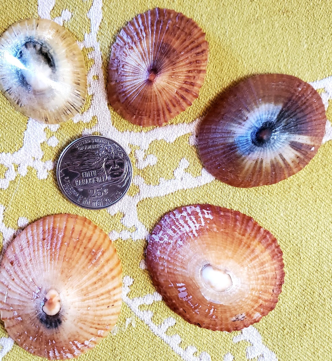 Hawaiian Opihi Shell/limpet - Etsy