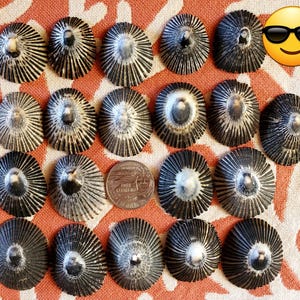 Hawaiian Opihi Shells..limpets - Etsy