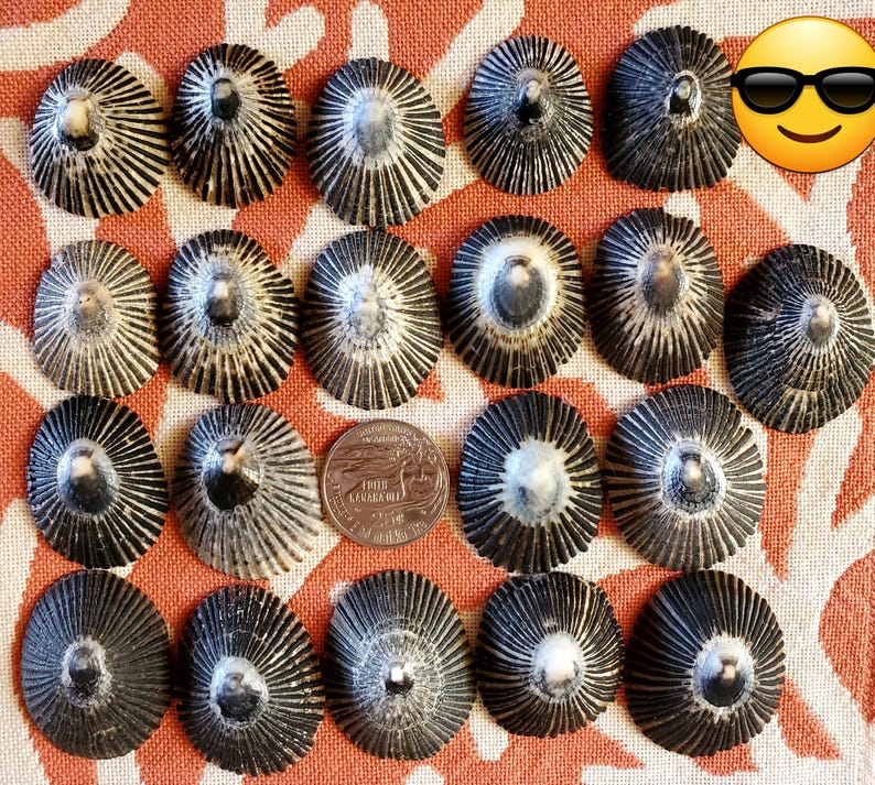 Hawaiian Opihi Shells..limpets - Etsy