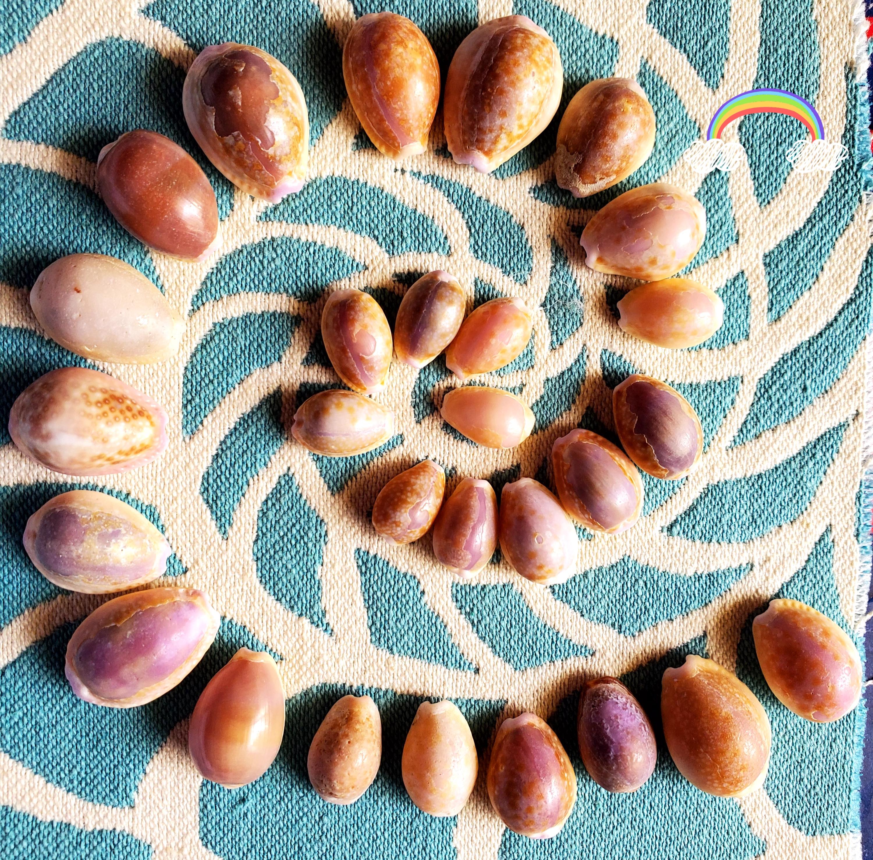 Hawaiian Cowrie Shells Different Varieties - Etsy