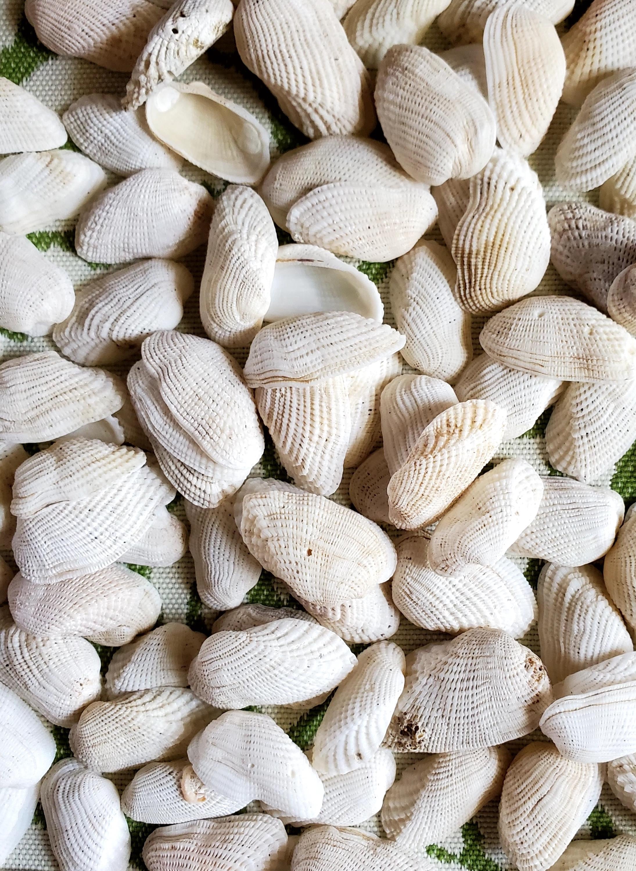Hawaiian Clam Shells - Etsy