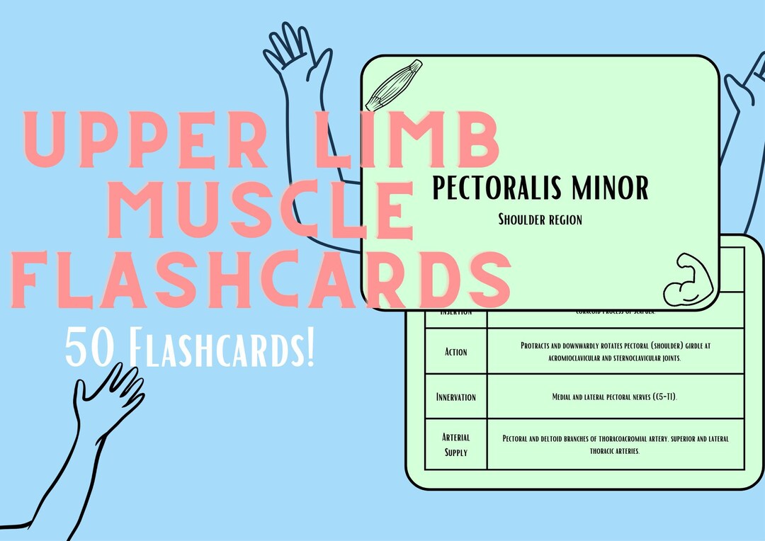 Anatomy Upper Limb Muscle Flashcards - Etsy