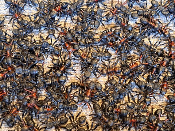 Army Ants Attacking Animals