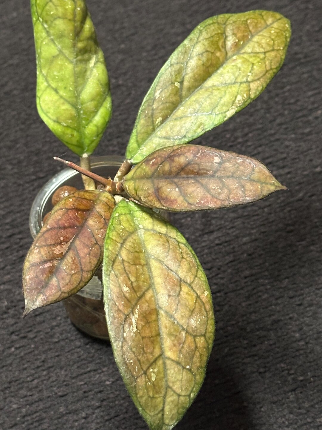 Hoya Cv ‘blessing’ - Etsy