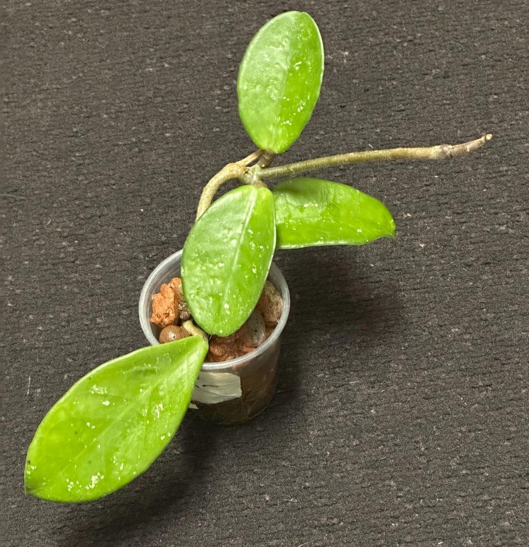 Hoya SMS ‘anna’ (acuta X Obovata) Rooted - Etsy